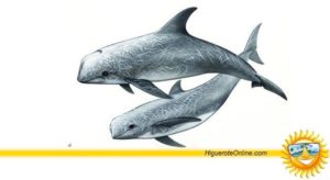 Guía de Avistamiento de Delfines.